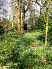 Flintham Hall Bluebells - Catfoot Garden Design