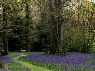 Flintham Hall Bluebells - Catfoot Garden Design
